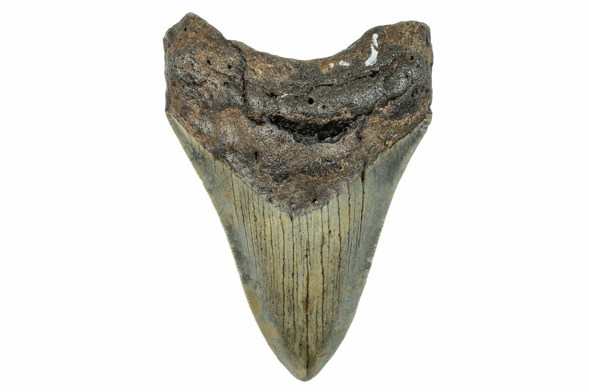 Serrated, 3.90" Fossil Megalodon Tooth - North Carolina (#273961) For ...