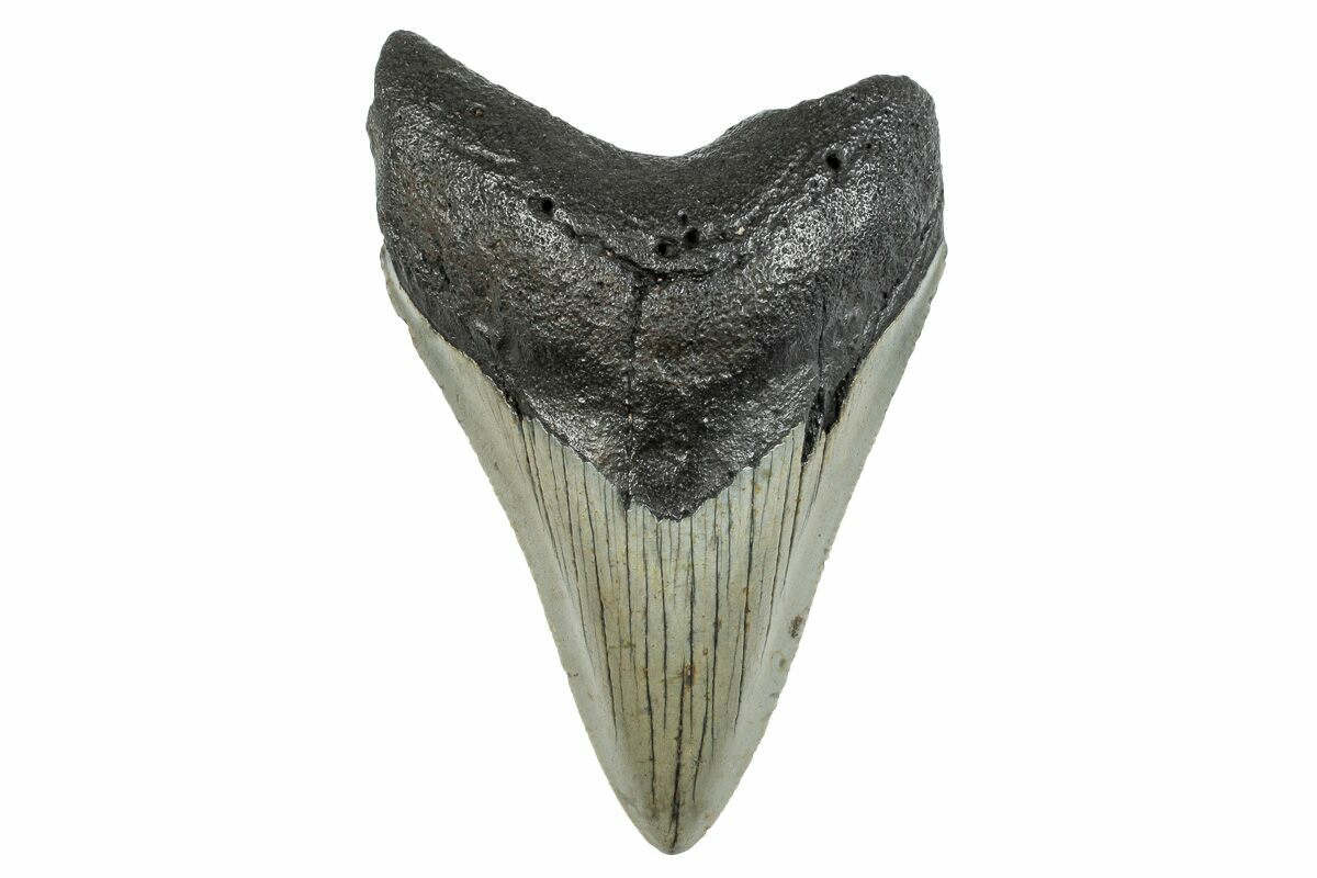 Serrated, 3.63" Fossil Megalodon Tooth - North Carolina (#273965) For ...