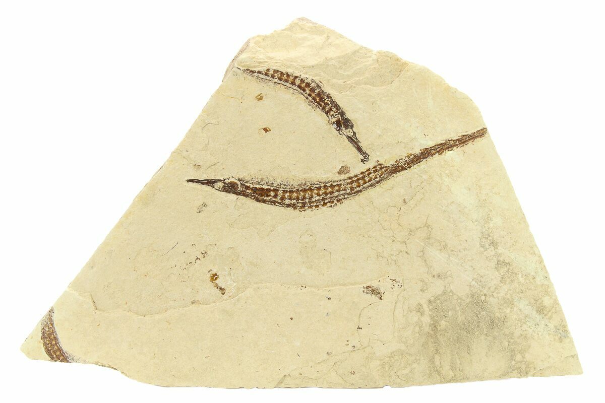 5.35" Fossil Pipefish (Hipposyngnathus) - California (#274983) For Sale ...
