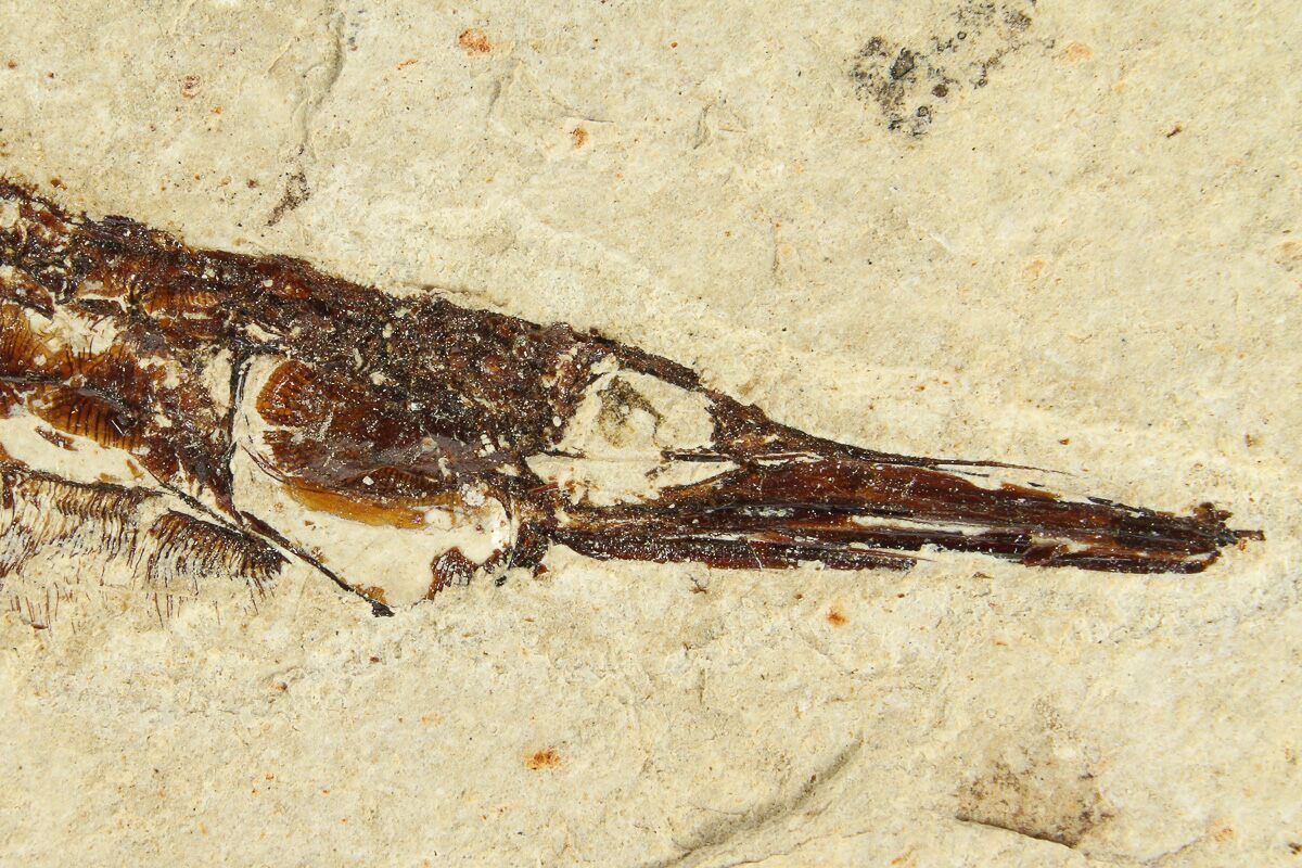 5.35" Fossil Pipefish (Hipposyngnathus) - California (#274983) For Sale ...