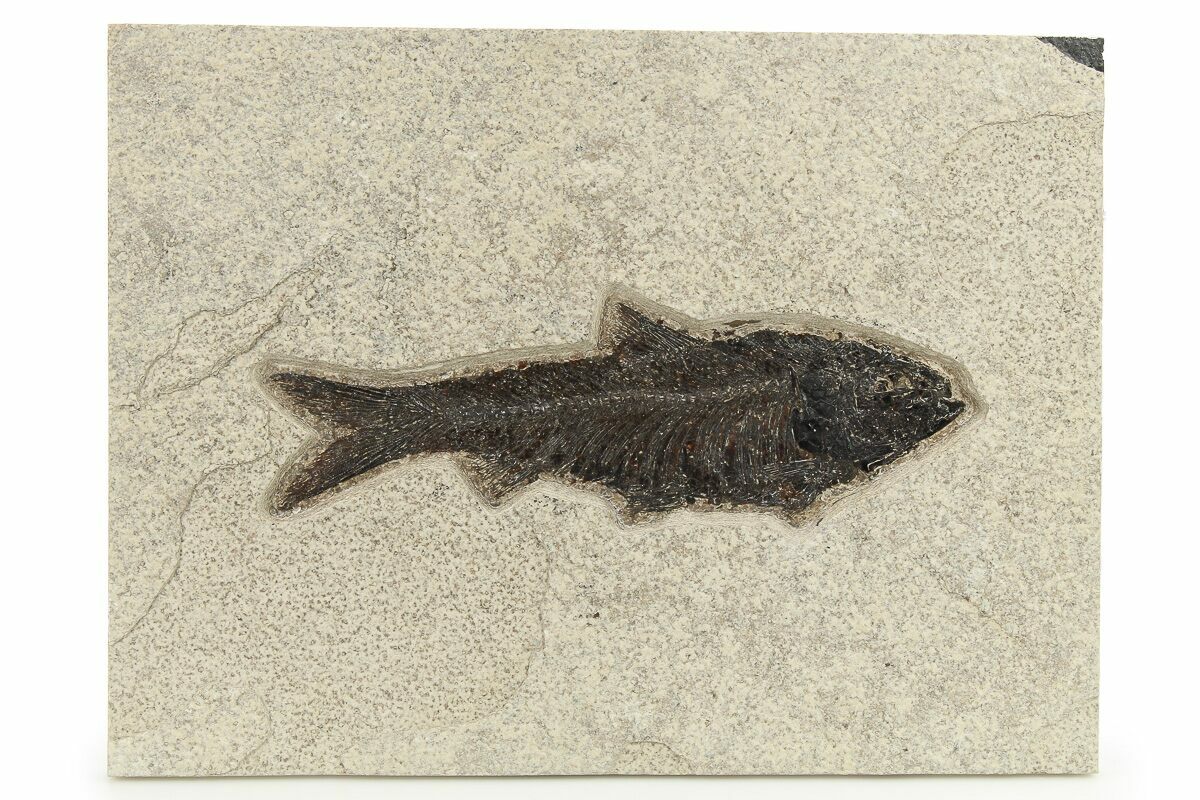6.6" Detailed Fossil Fish (Knightia) - Huge For Species! (#275176) For ...