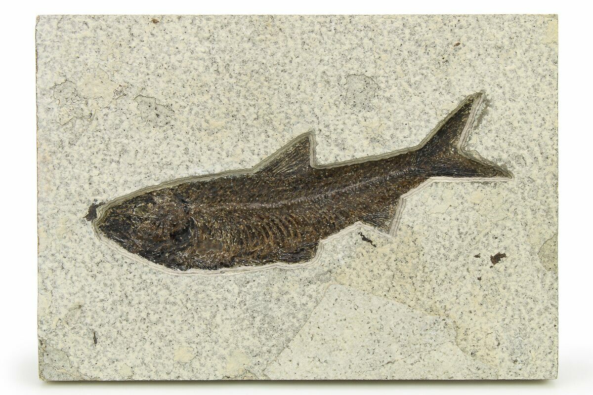 6.75" Detailed Fossil Fish (Knightia) - Huge For Species! (#275165) For ...