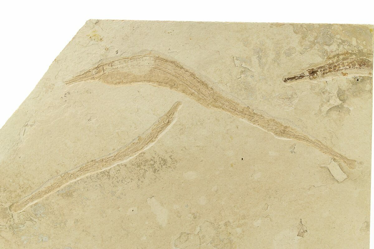 11.75" Plate of Rare Pipefish (Syngnathus & Hipposyngnathus) Fossils ...
