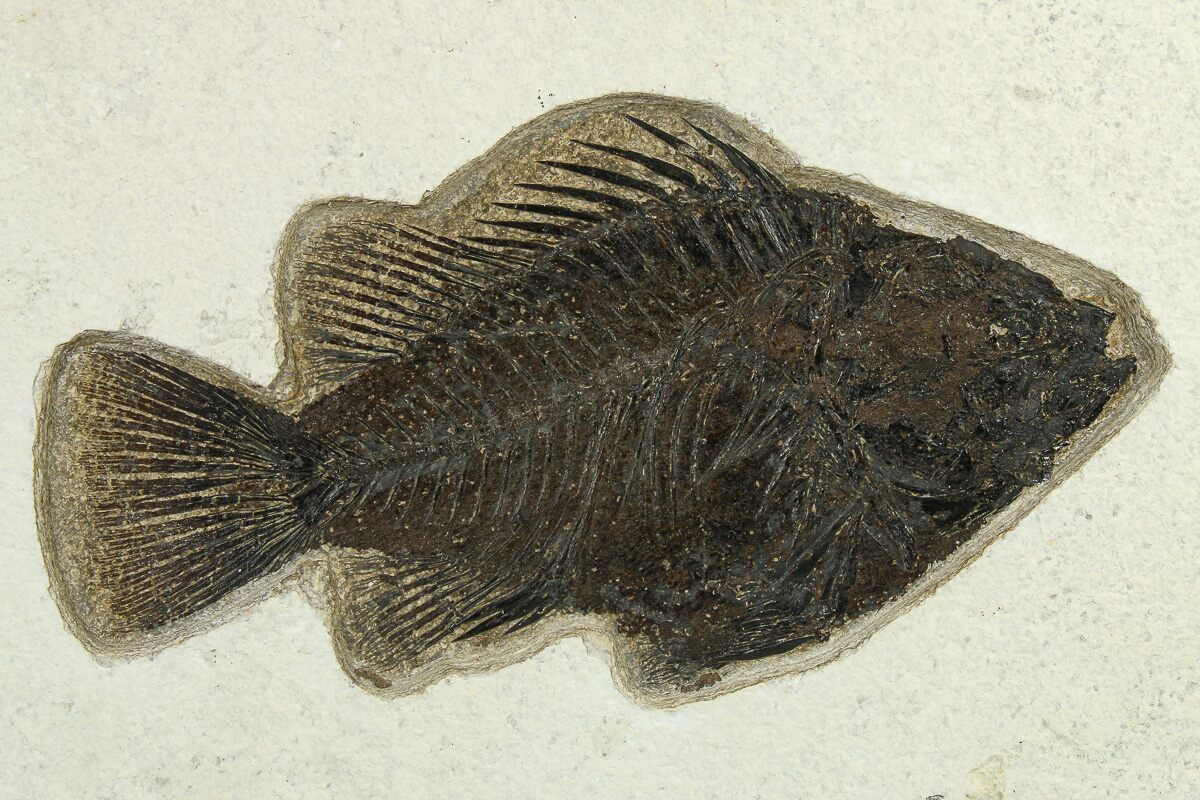 7.3" Superb Fossil Fish (Priscacara) - Green River Formation (#275207 ...