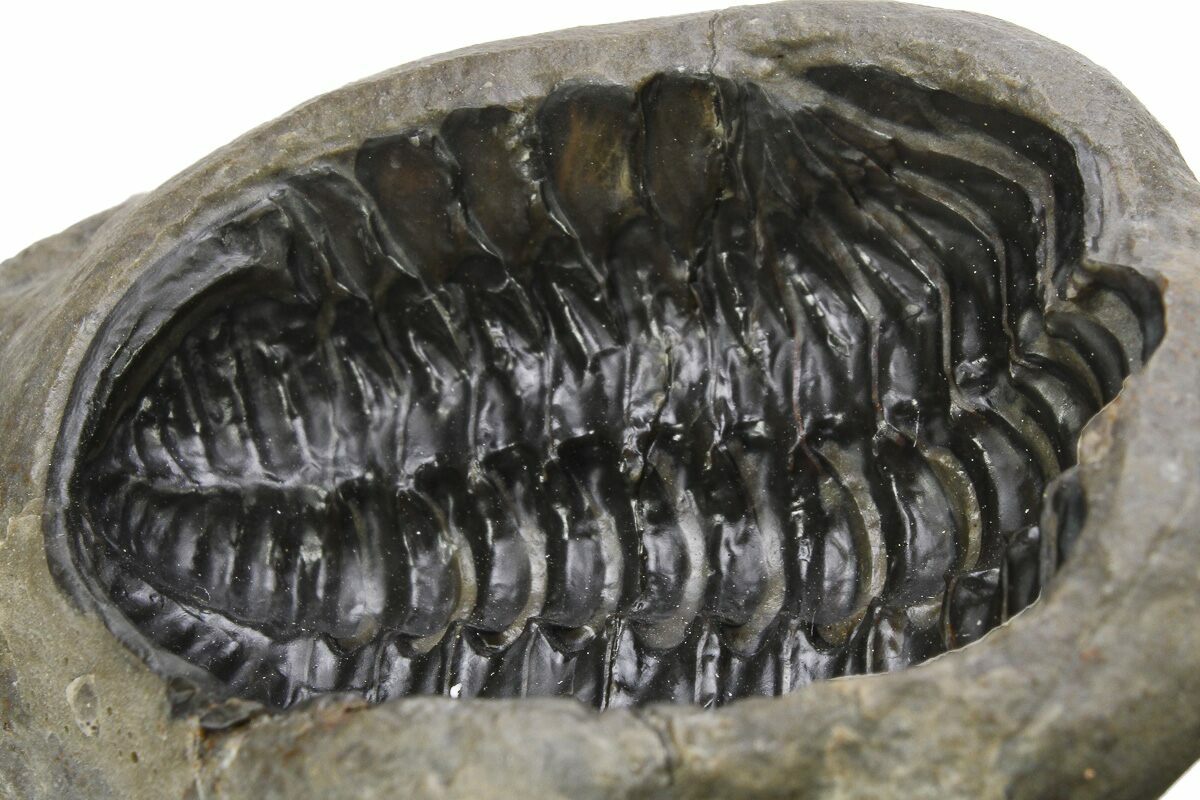 2.1" Morocconites Trilobite Fossil - Ofaten, Morocco (#275228) For Sale ...