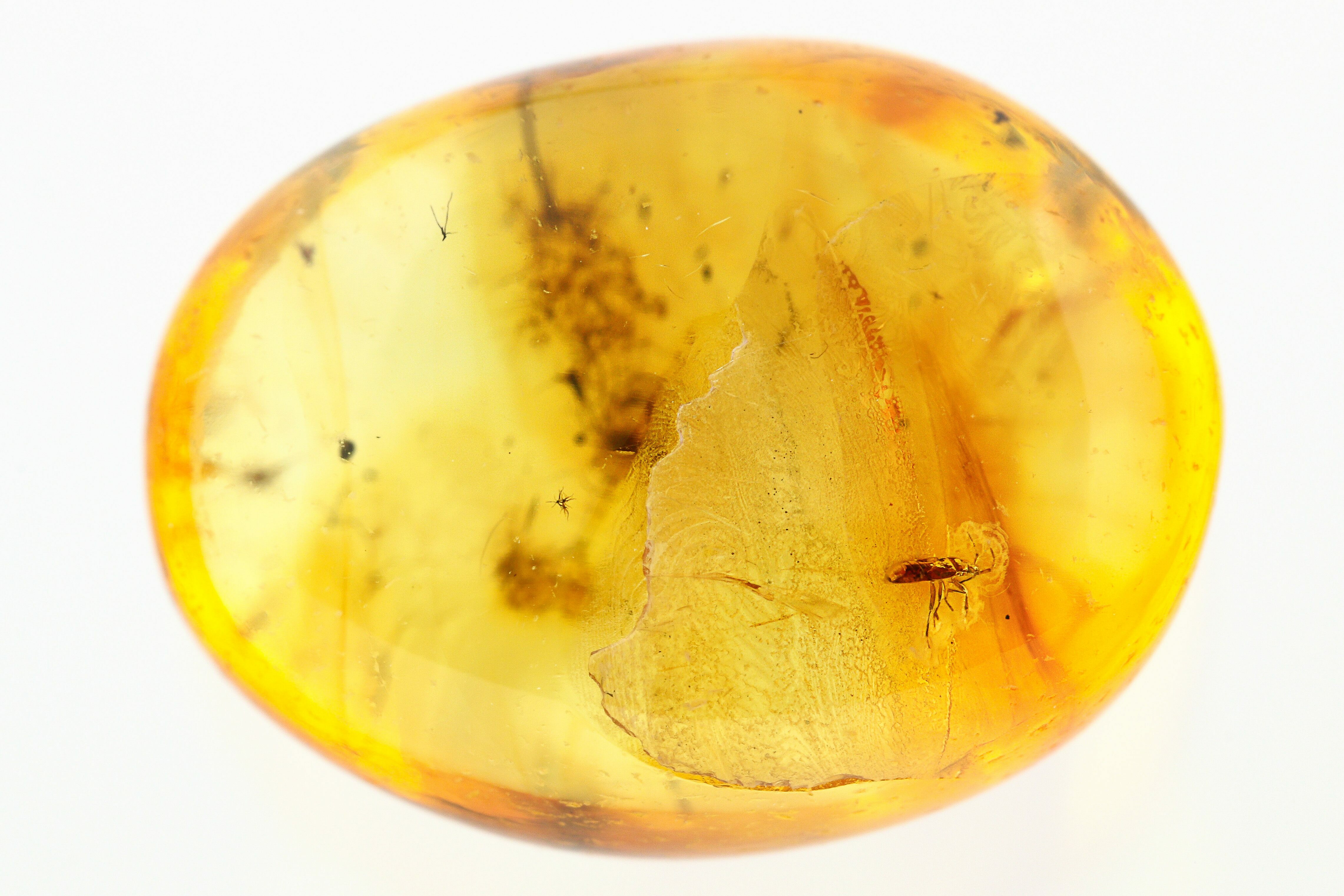 Fossil True Bug (Heteroptera) In Baltic Amber (#275459) For Sale ...