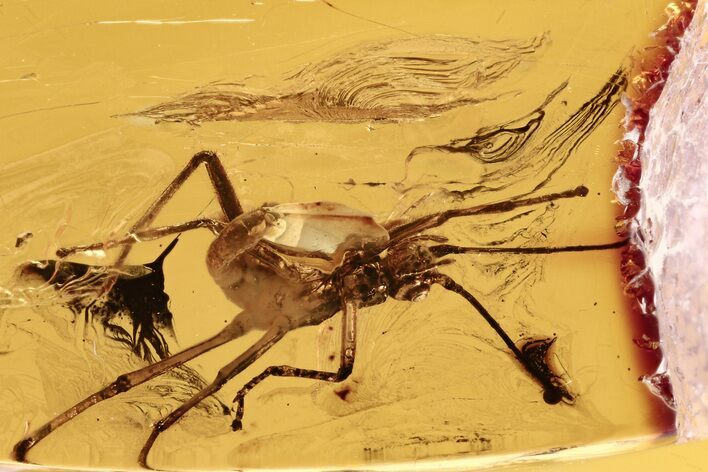 Fossil Walking Stick (Phasmatodea) In Baltic Amber - Rare Inclusion ...
