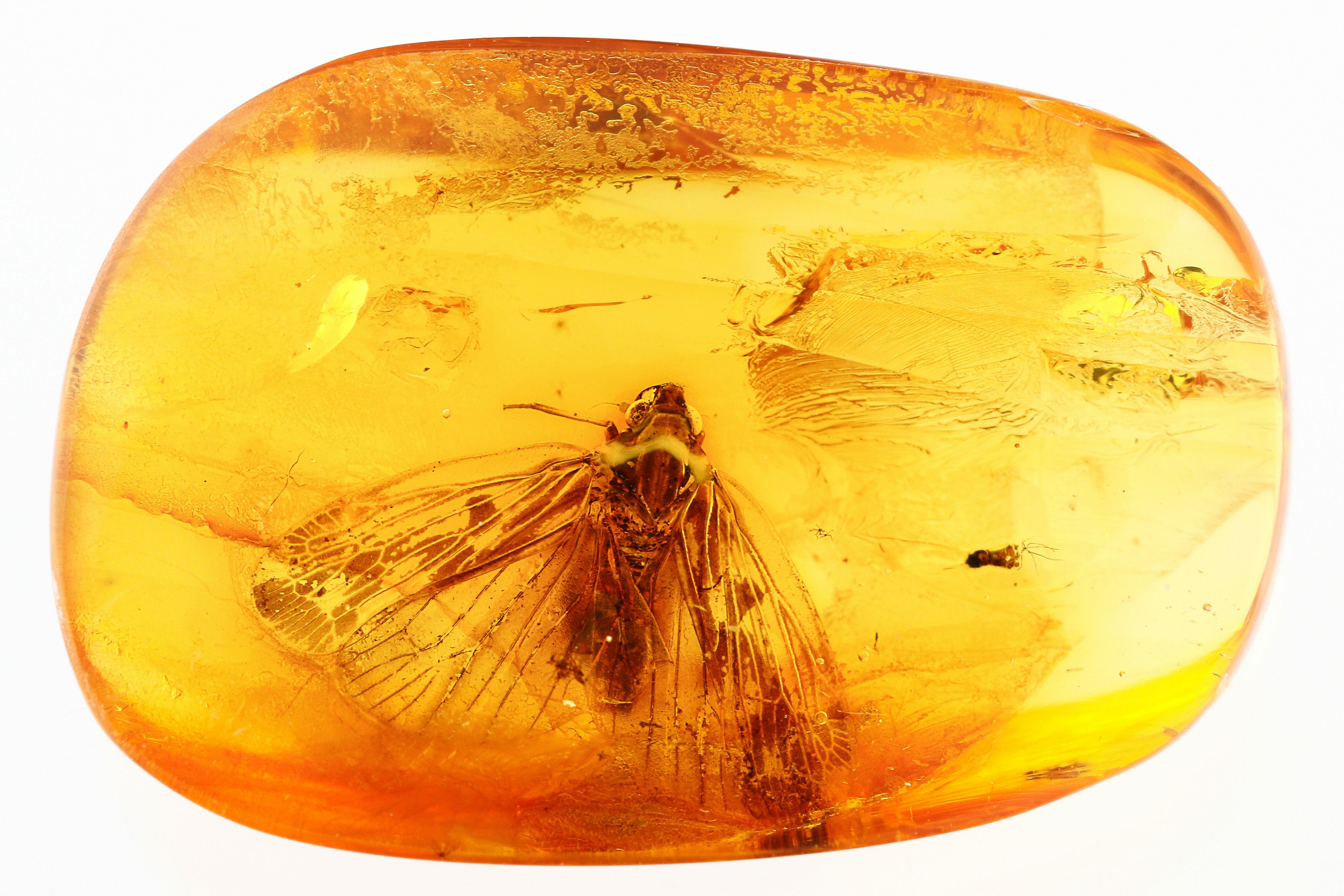 Detailed Fossil Planthopper (Fulgoroidea) In Baltic Amber (#275342) For ...
