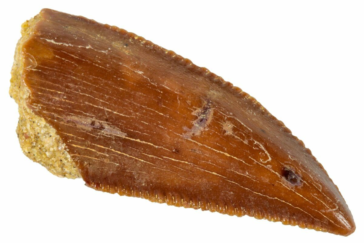 Serrated, .66" Raptor Tooth - Real Dinosaur Tooth (#275106) For Sale ...