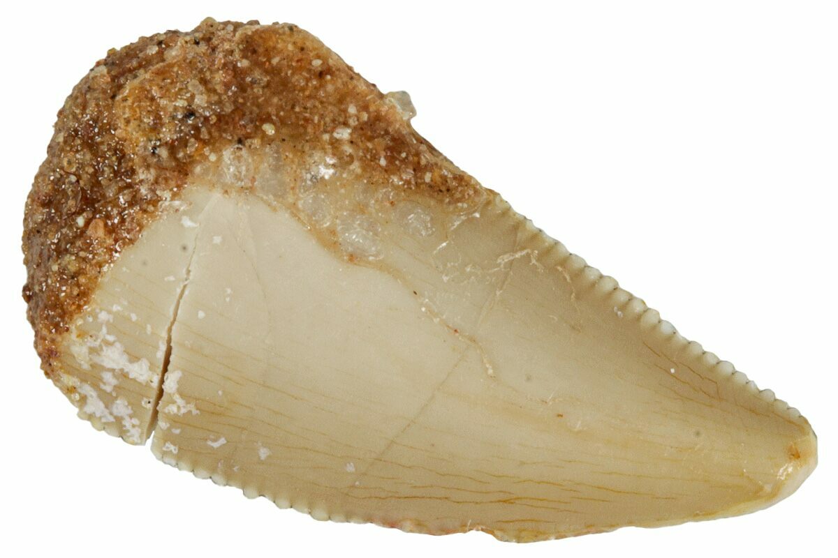 Serrated, .56" Raptor Tooth - Real Dinosaur Tooth (#275139) For Sale ...
