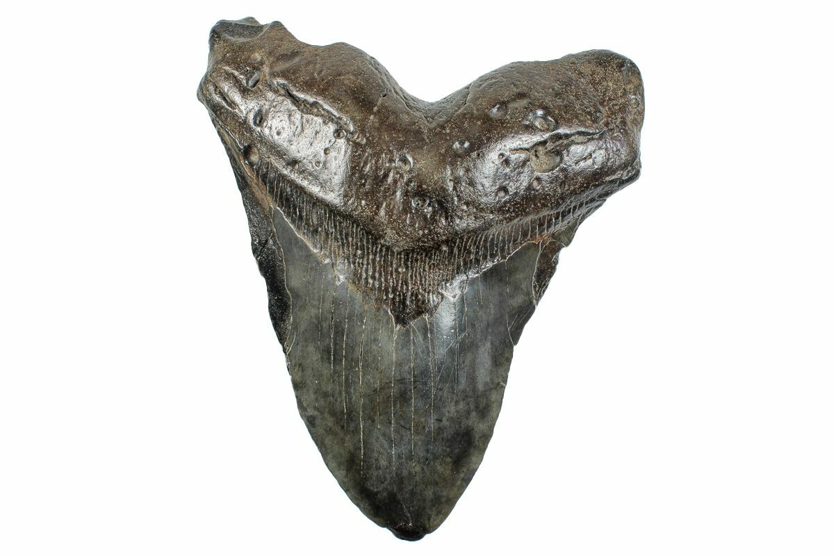 6.00" Fossil Megalodon Tooth - Beast From South Carolina (#276293) For ...