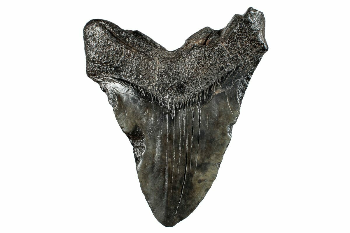 6.00" Fossil Megalodon Tooth - Beast From South Carolina (#276293) For ...