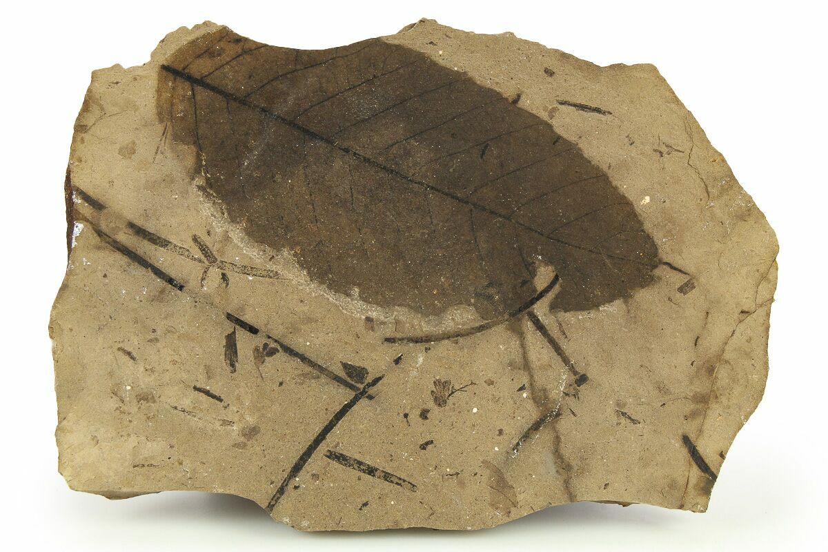 2.9" Fossil Plant (Fagus) Leaf - McAbee, BC (#276340) For Sale ...