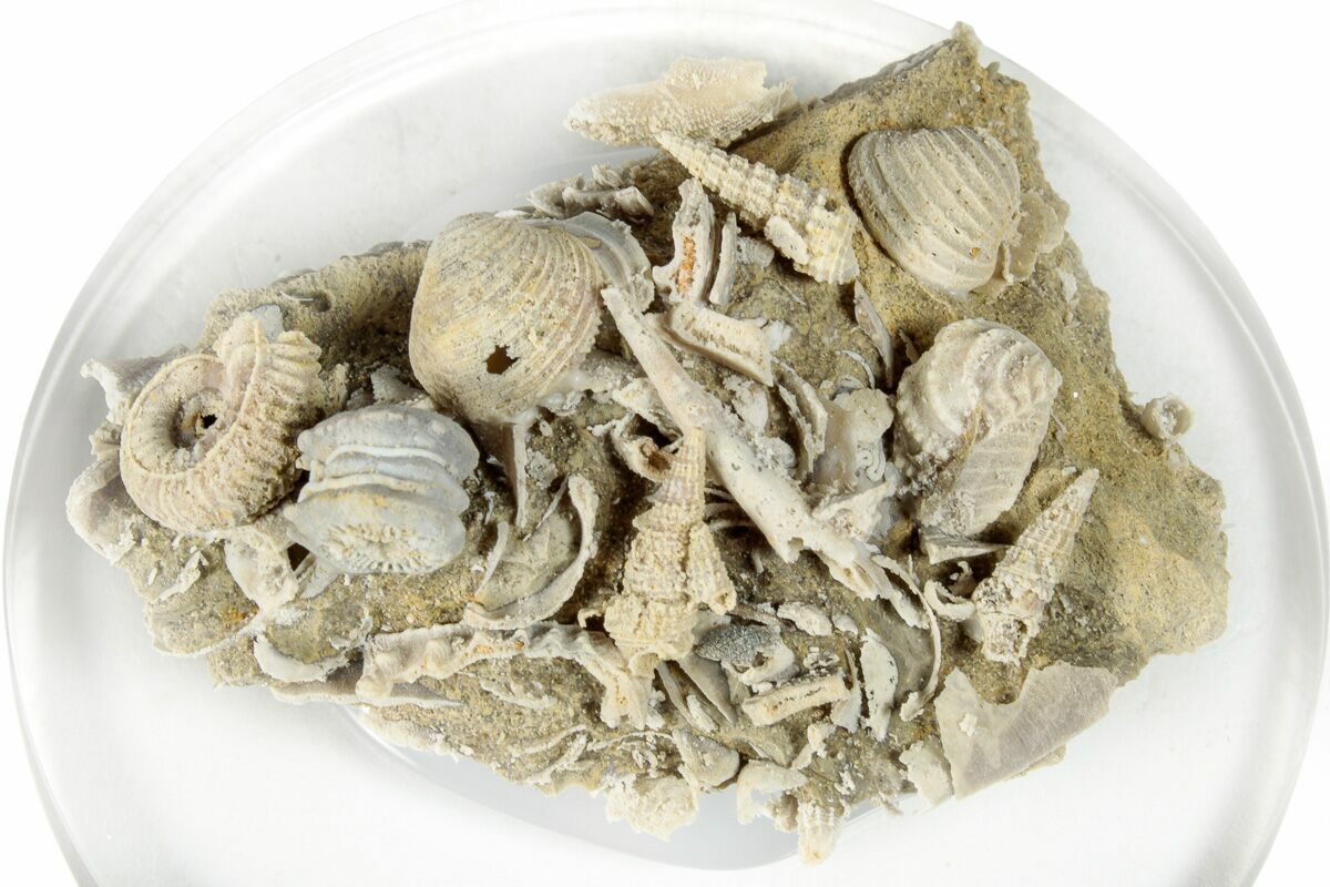 2" Miniature Fossil Cluster (Ammonite, Scaphopod) - France (#276240 ...