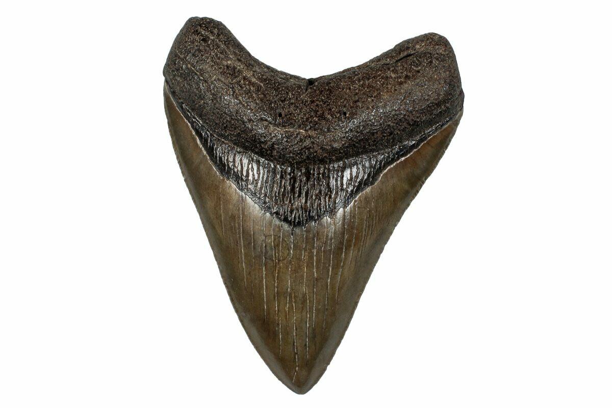 Serrated, 3.87" Fossil Megalodon Tooth - South Carolina (#276421) For ...