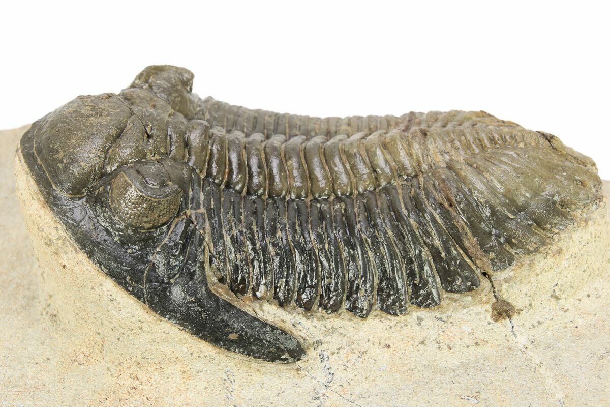 3.2" Prone Hollardops Trilobite - Ofaten, Morocco (#254493) For Sale - FossilEra.com