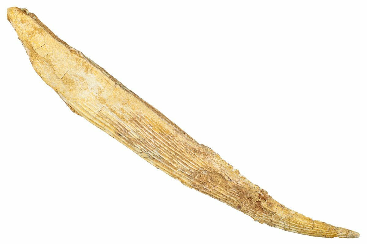 7.1" Fossil Shark (Hybodus) Dorsal Spine - Kem Kem Beds, Morocco ...