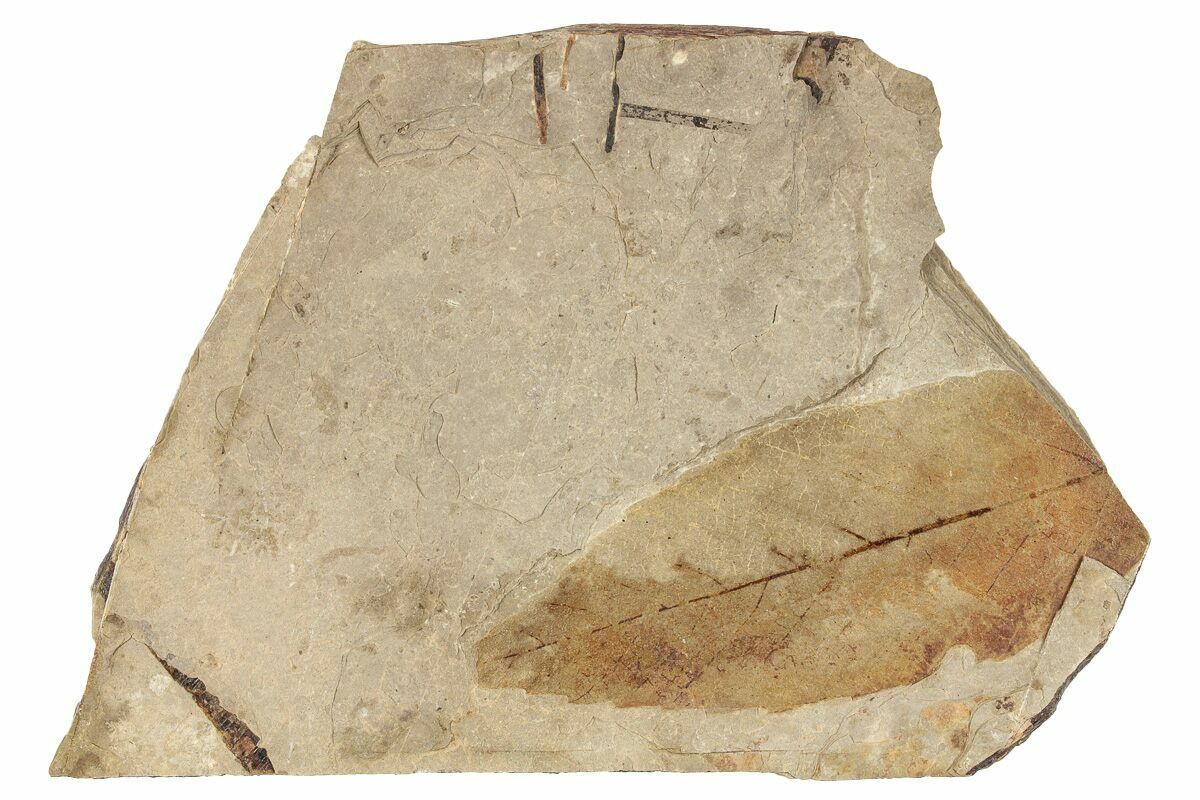 2.4" Fossil Plant (Fagus) Leaf - McAbee, BC (#277723) For Sale ...