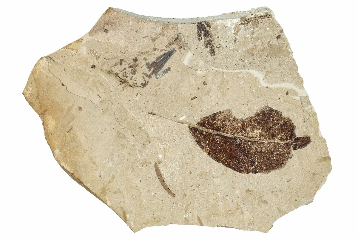 2.25" Fossil Plant (Fagus?) Leaf - McAbee, BC (#277725) For Sale ...