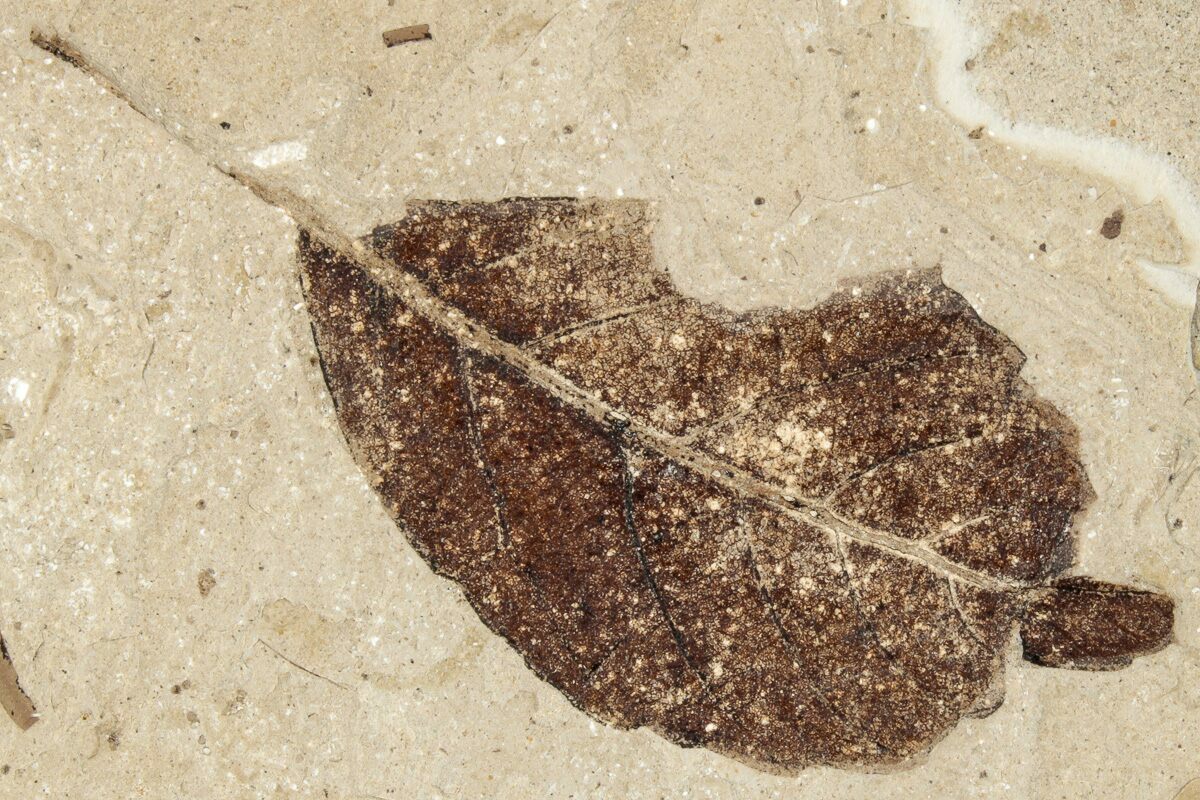 2.25" Fossil Plant (Fagus?) Leaf - McAbee, BC (#277725) For Sale ...