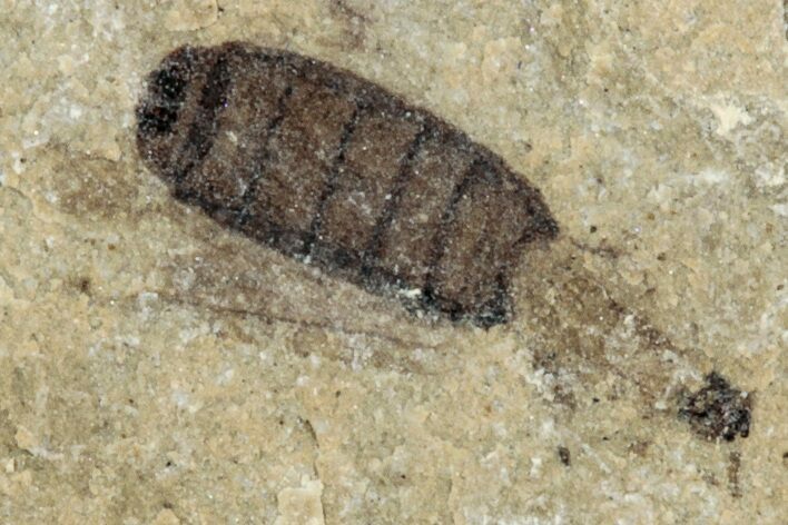 .24" Fossil Fly (Diptera) - Green River Formation, Colorado (#278127 ...