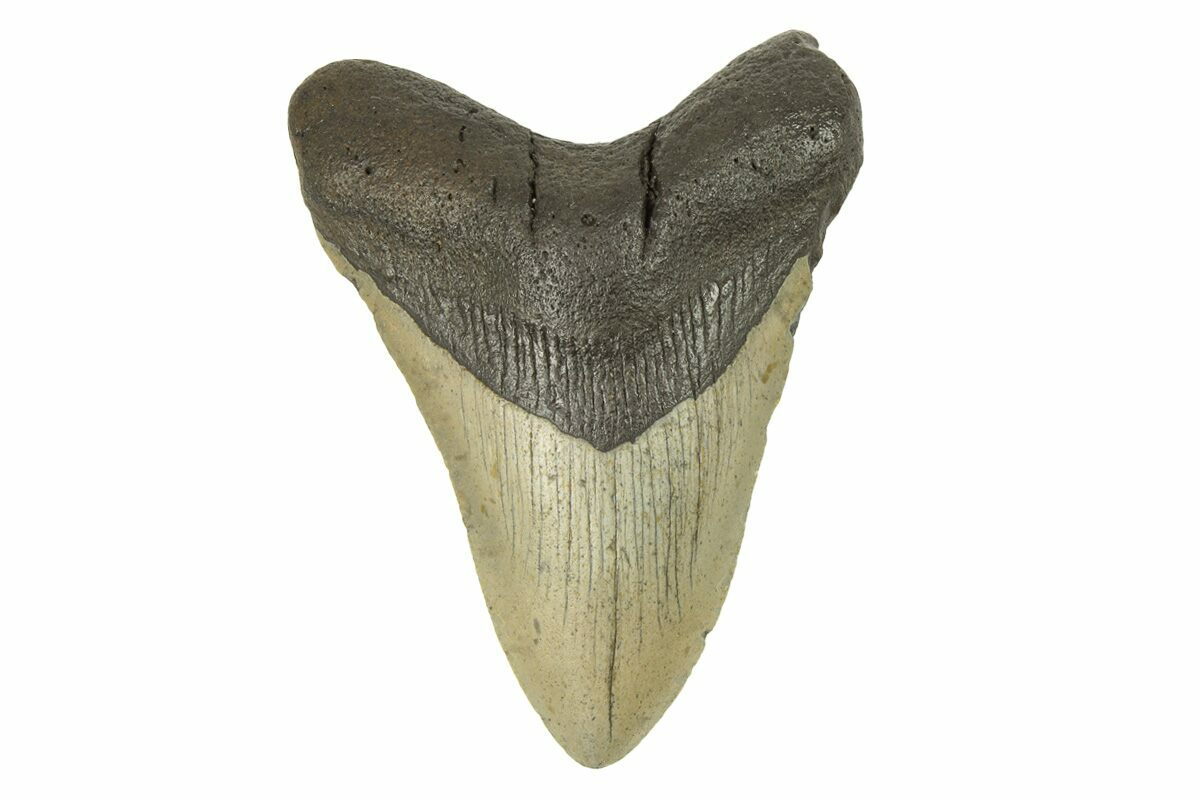 Serrated, 3.99" Fossil Megalodon Tooth - North Carolina (#273055) For ...