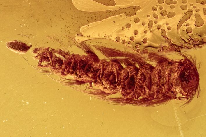 Fossil Bristle Millipede (Synxenidae) in Baltic Amber - Frassing ...
