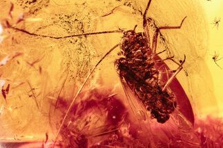 Fossil Wingless Barklouse (Psocoptera) & Fly (Diptera) in Baltic Amber ...