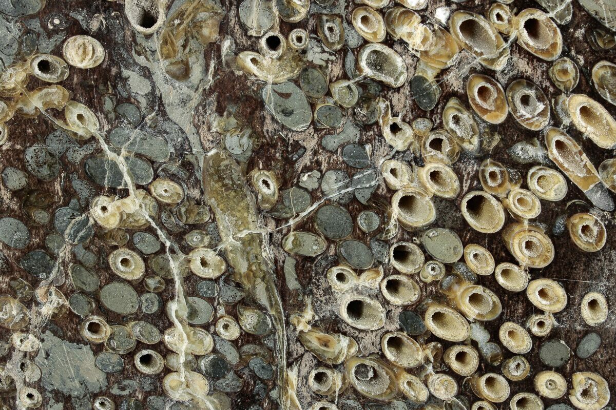 6.2" Polished Fossil Teredo (Shipworm Bored) Wood - England (#279348 ...