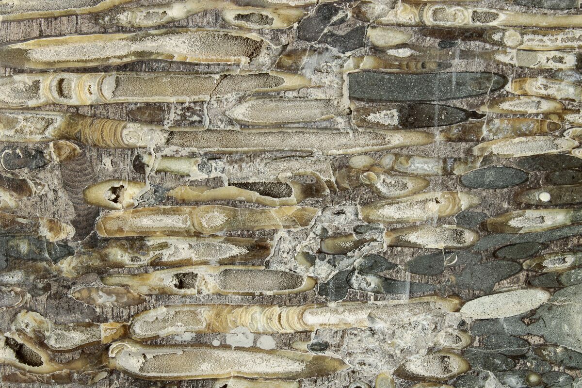 4.2" Polished Fossil Teredo (Shipworm Bored) Wood - England (#279376 ...