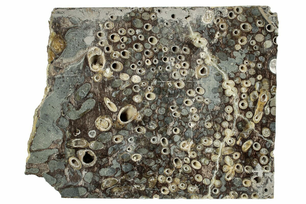 5.2" Polished Fossil Teredo (Shipworm Bored) Wood - England (#279399 ...