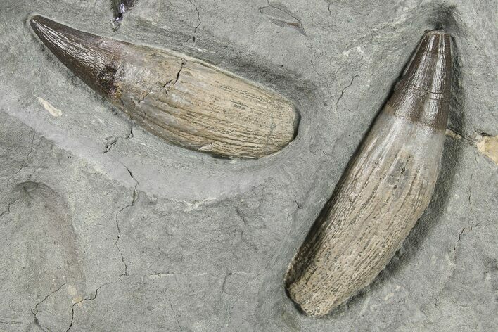 Two Fossil Ichthyosaur Rooted Teeth in Situ - England (#279566) For ...