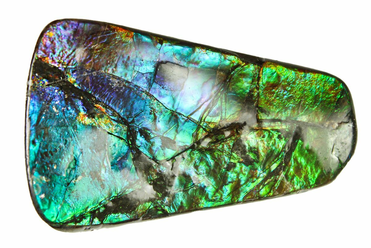 1" Iridescent Ammolite (Fossil Ammonite Shell) - Alberta (#279948) For ...