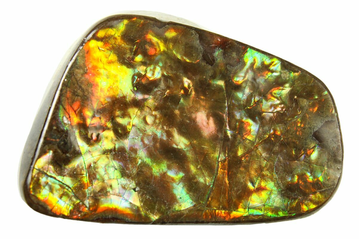 .9" Iridescent Ammolite (Fossil Ammonite Shell) - Alberta (#279952) For ...