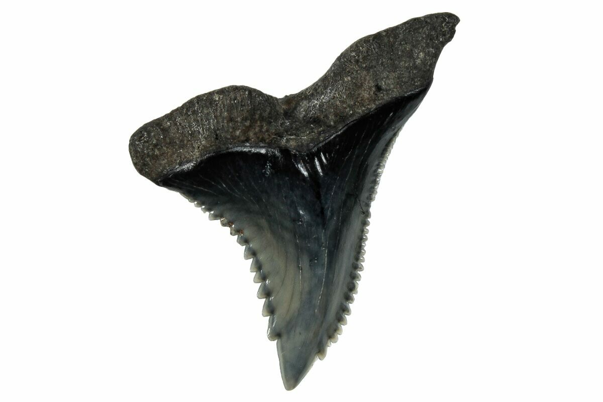 1.40" Snaggletooth Shark (Hemipristis) Tooth - South Carolina (#280079 ...