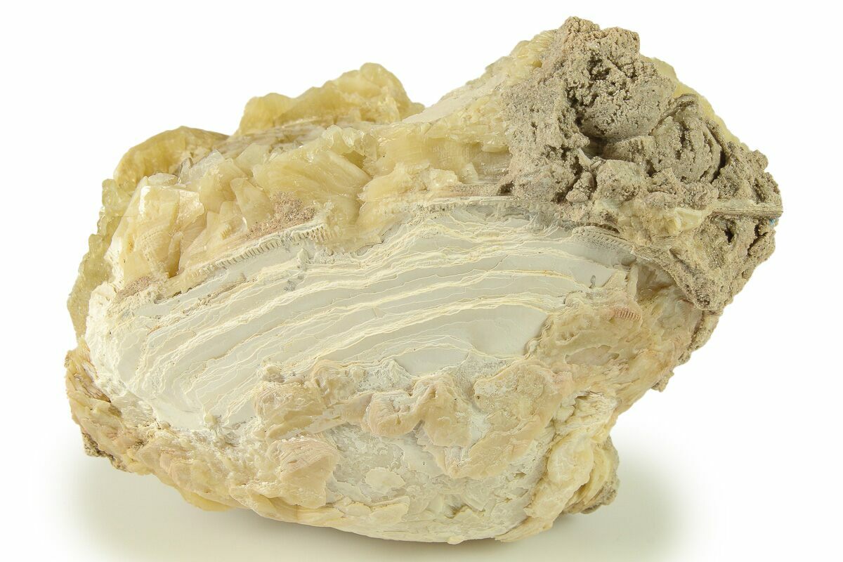 4.1" Fossil Clam (Mercenaria) With Fluorescent Calcite - Rucks Pit, FL ...