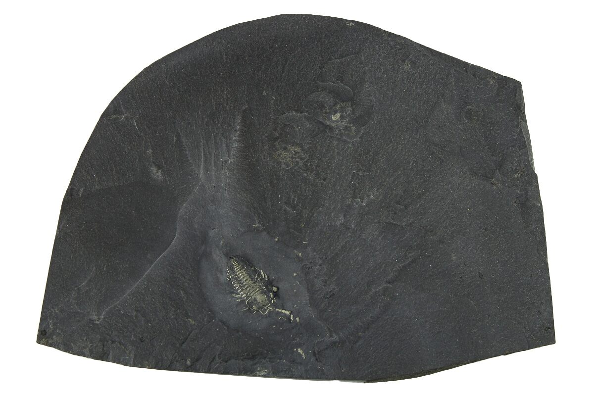 .50" Pyritized Triarthrus Trilobite with Eggs - New York (#280103) For ...