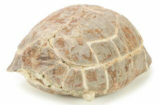 FossilEra - Fossils, Meteorites & Minerals For Sale - FossilEra.com