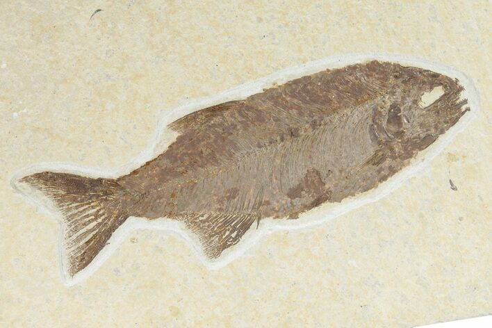 6.9" Rare Fossil Mooneye Fish (Eohiodon) - Wyoming (#281110) For Sale ...