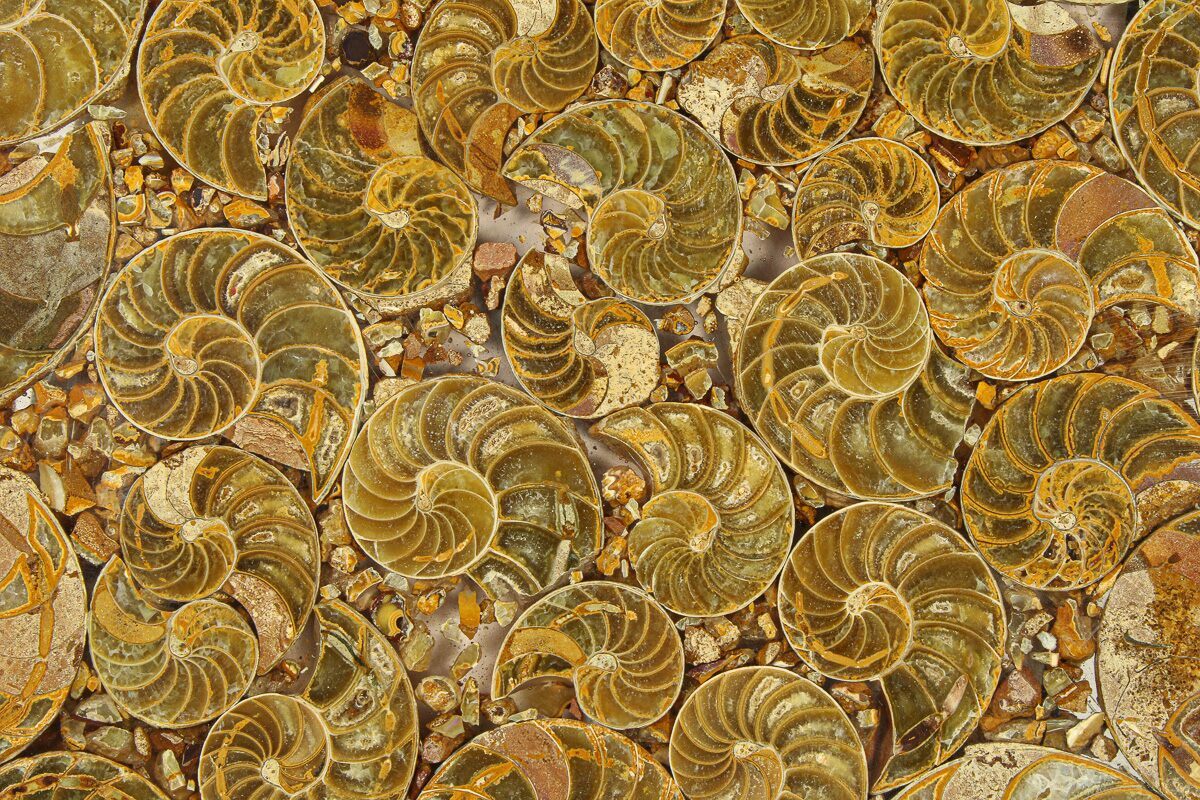 8" Composite Plate Of Agatized Ammonite Fossils (#280963) For Sale ...