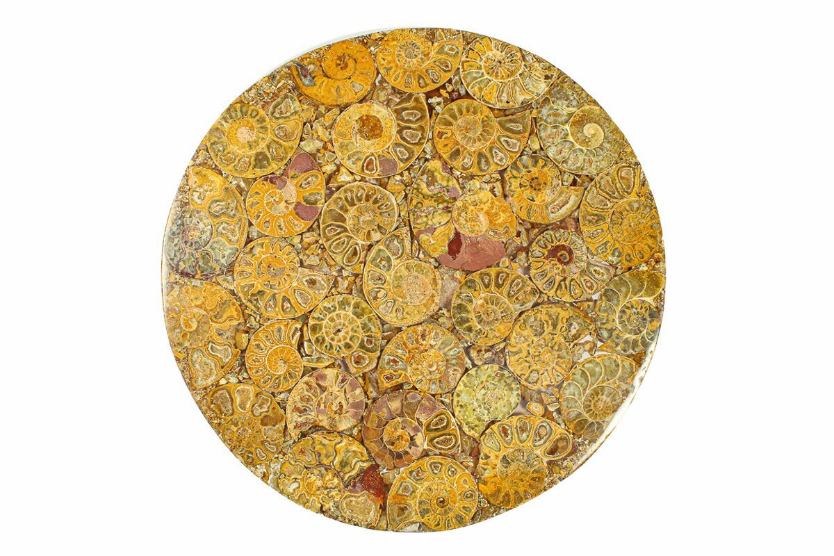 8" Composite Plate Of Agatized Ammonite Fossils (#281002) For Sale ...