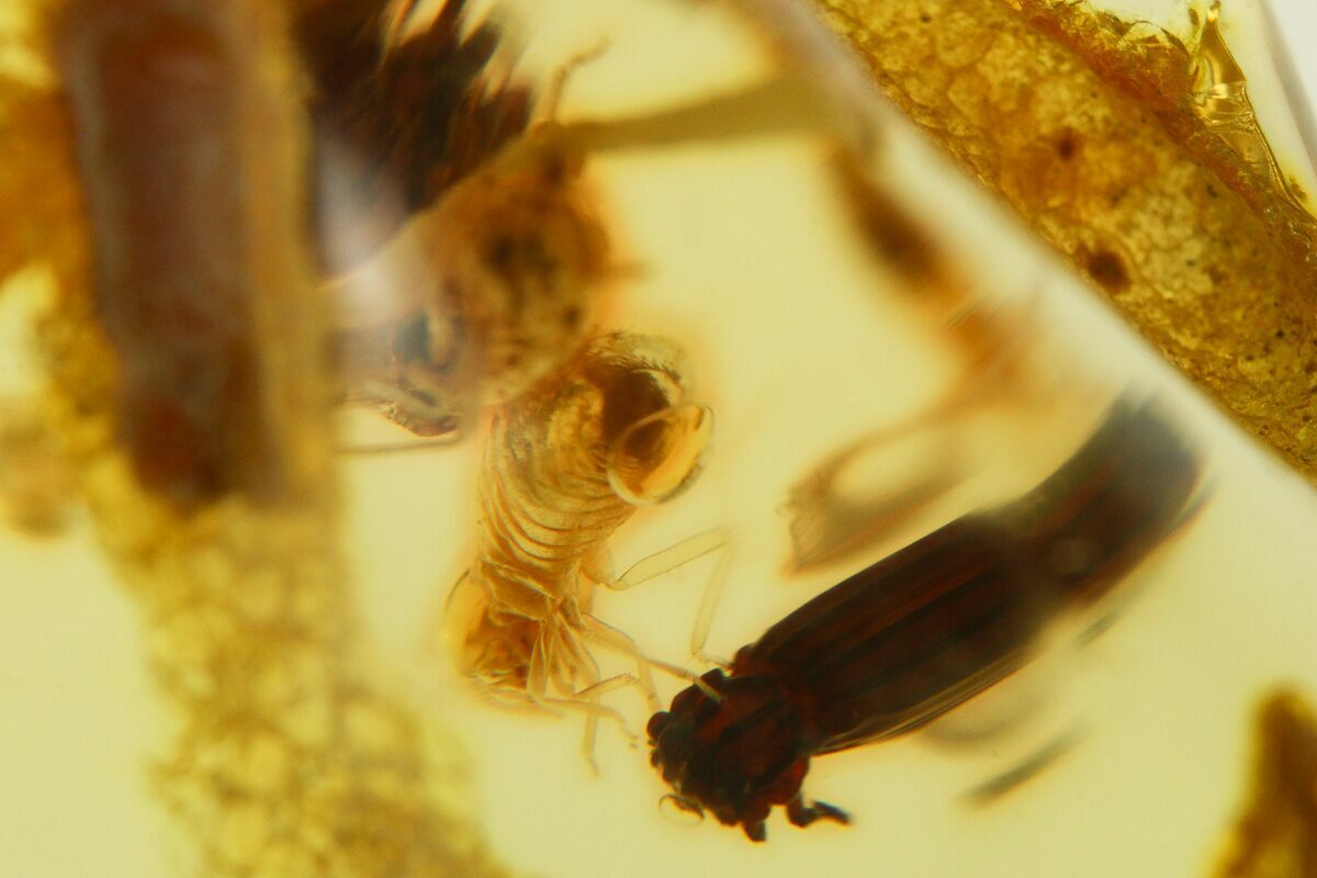 1.2" Polished Colombian Copal (5.4 g) - Contains Termites and Beetles ...