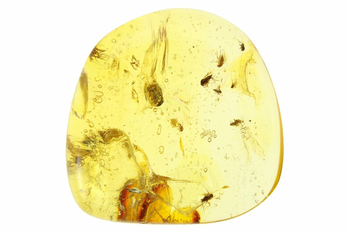 1" Polished Colombian Copal (2.7 g) - Contains Several Flies! (#281371 ...