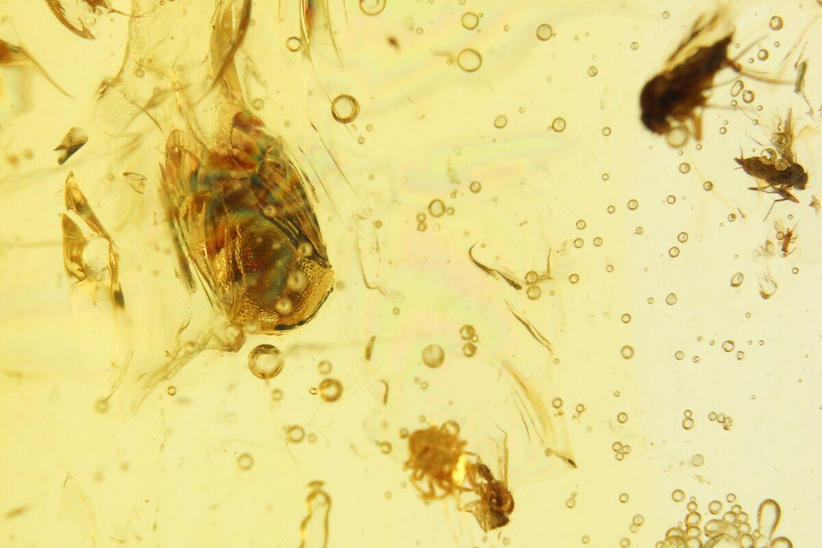 1" Polished Colombian Copal (2.7 g) - Contains Several Flies! (#281371 ...