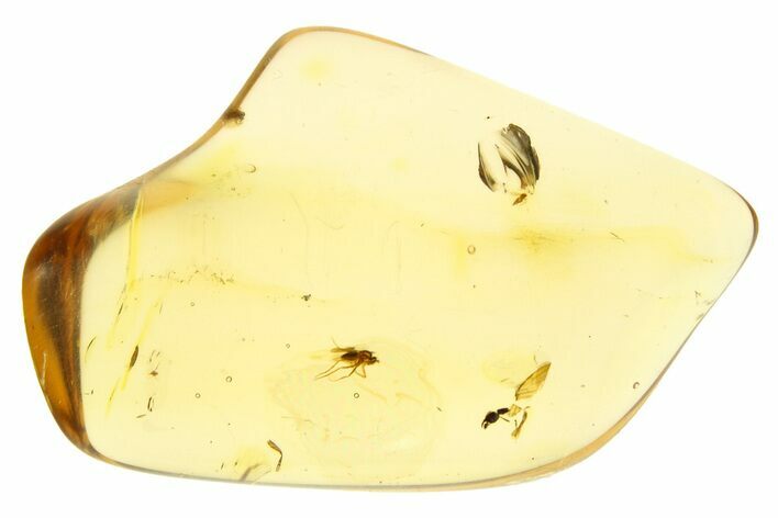 2" Polished Colombian Copal (10 g) - Contains Fly! (#281838) For Sale ...