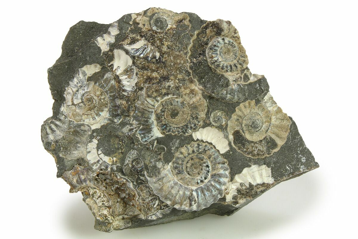 2.1" Ammonite (Promicroceras) Cluster - Marston Magna, England (#282001 ...