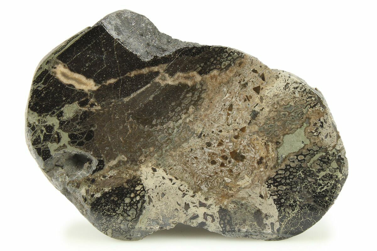 2.2" Pyritized, Polished Iguanodon Bone - Isle Of Wight (#282154) For ...