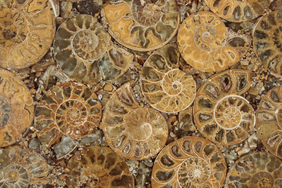 4.5" Composite Plate Of Agatized Ammonite Fossils (#281933) For Sale ...