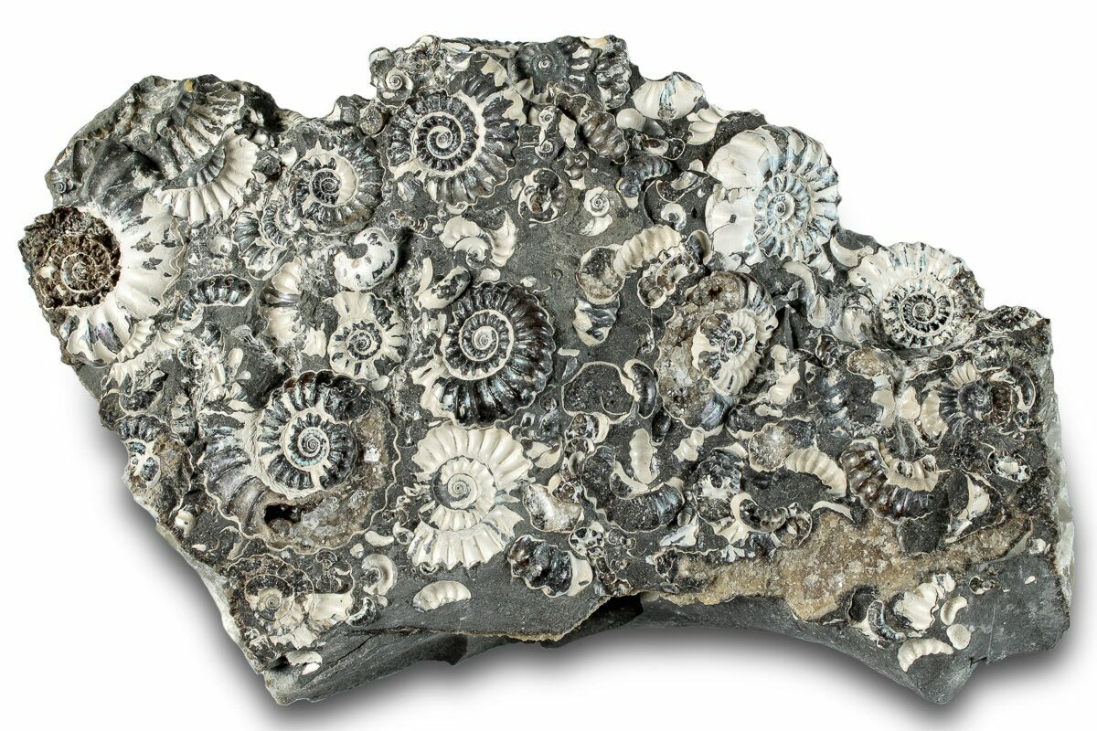 4.6" Ammonite (Promicroceras) Cluster - Marston Magna, England (#282048 ...