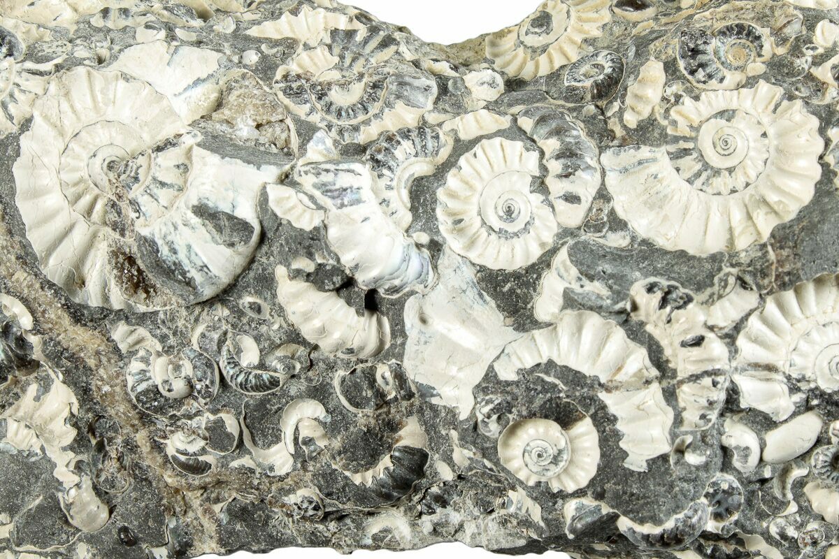3.7" Ammonite (Promicroceras) Cluster - Marston Magna, England (#282052 ...